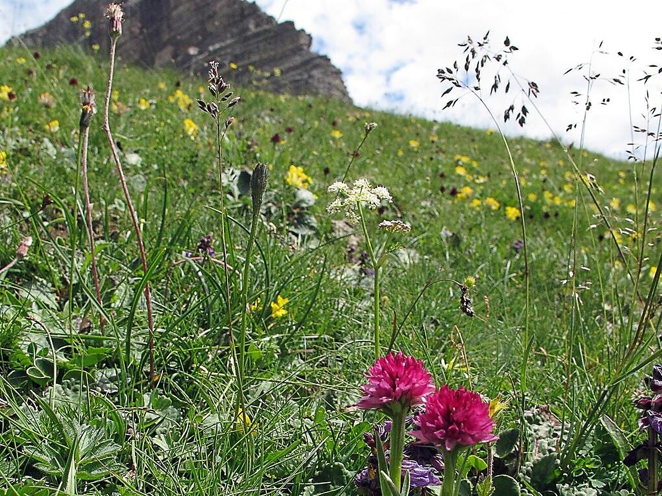 ᐅ Biodiversità autoctona - Bolzano - Tutte le date