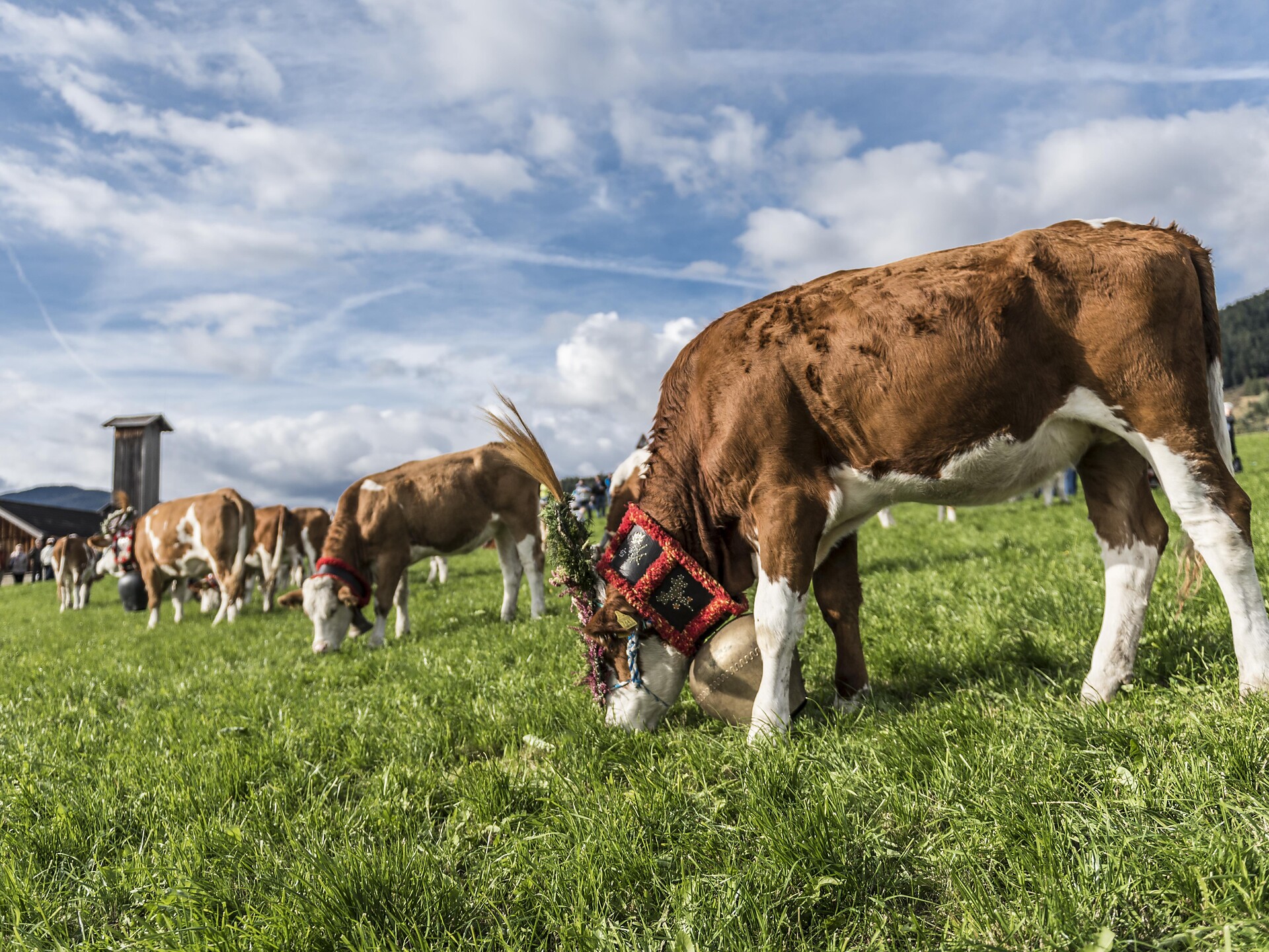 Transhumance in Rodeneck | Dolomiti Superski