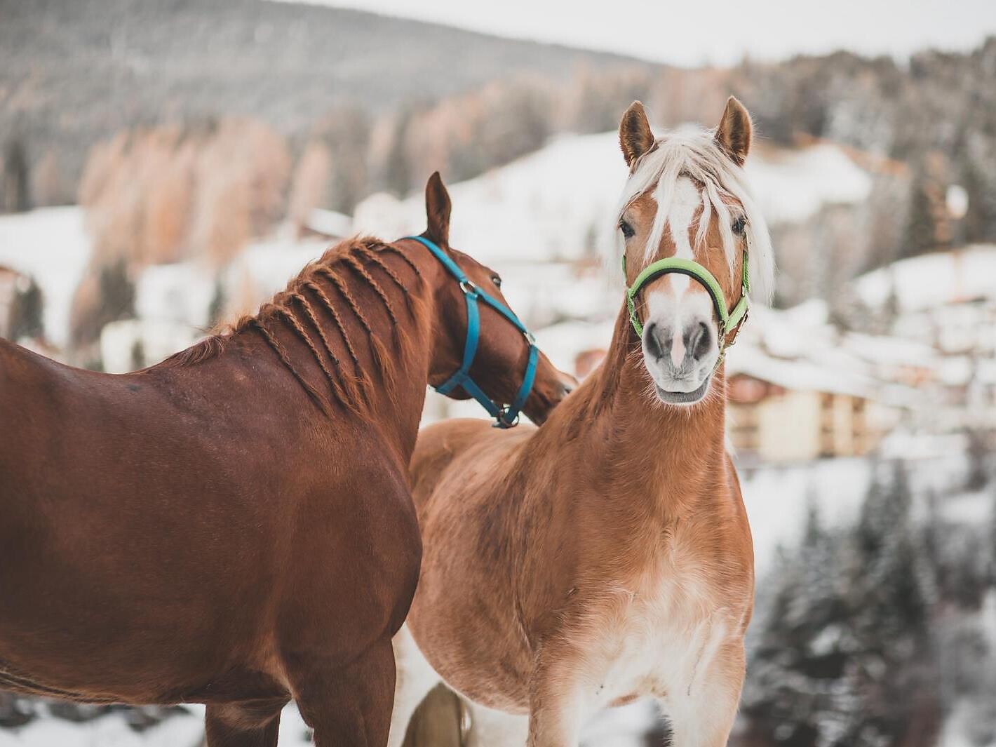 Winter Riding Experience | Dolomiti Superski